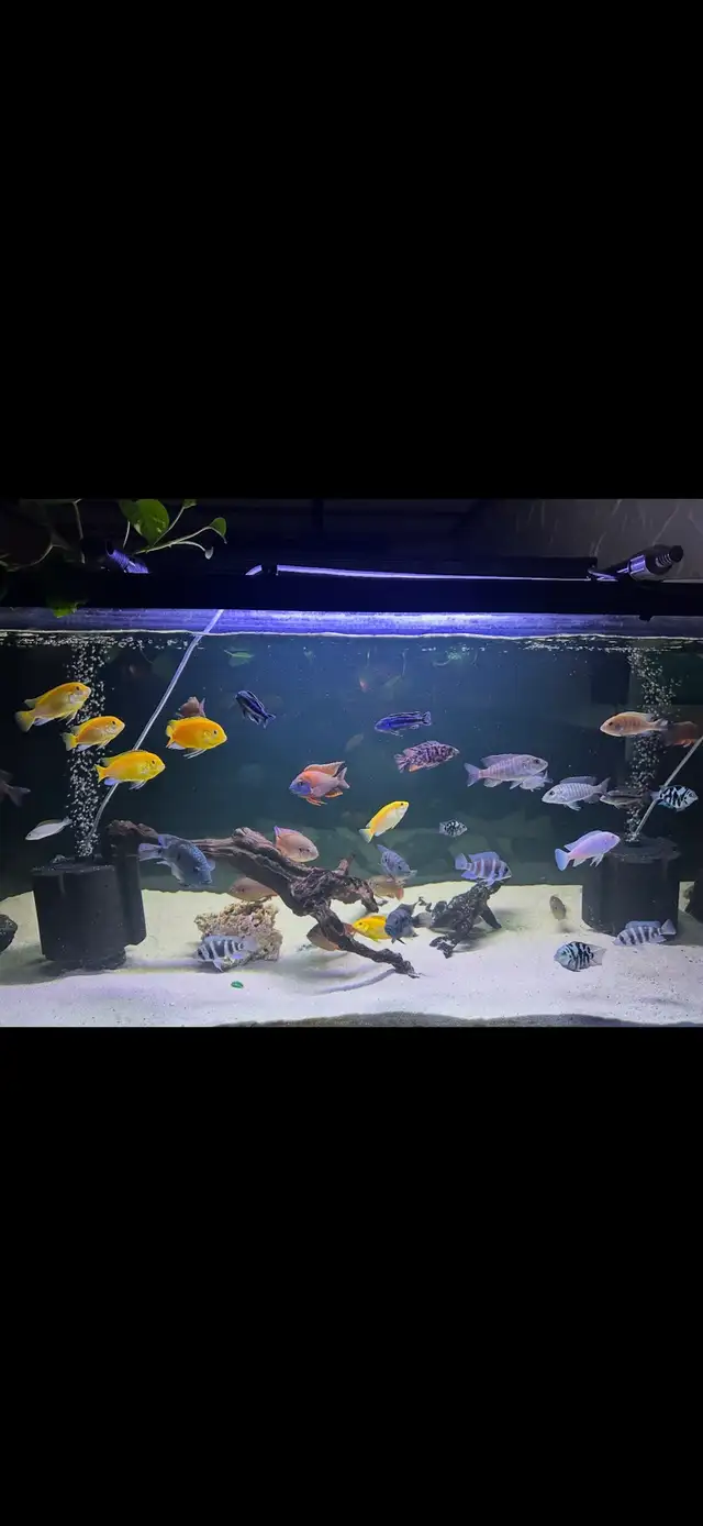 read description | Fish for Rehoming | Barrie | Free local classifieds ...