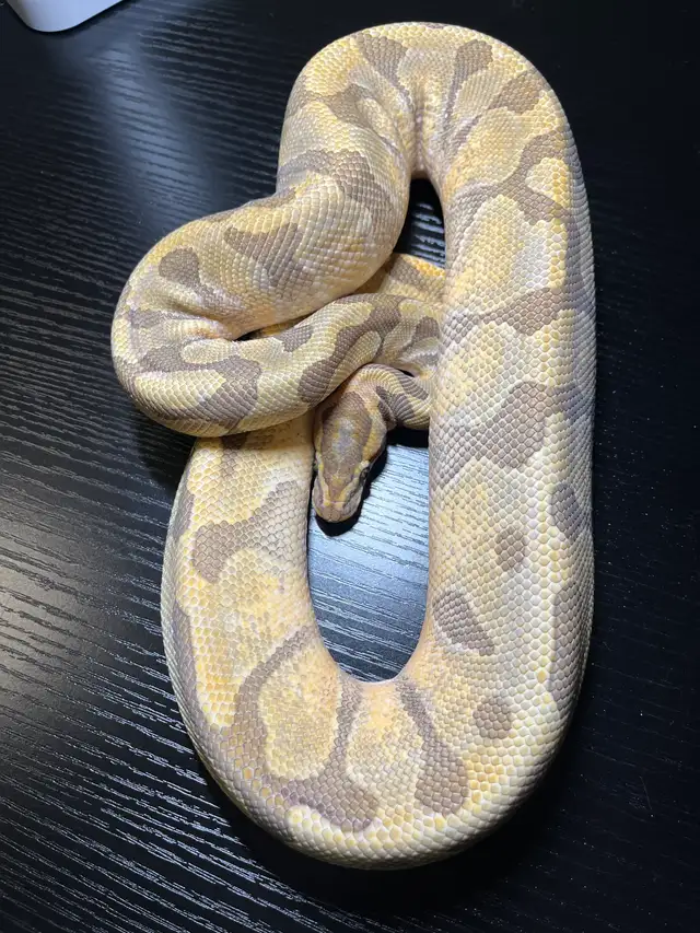 Ball Python | Reptiles & Amphibians for Rehoming | City of Toronto ...