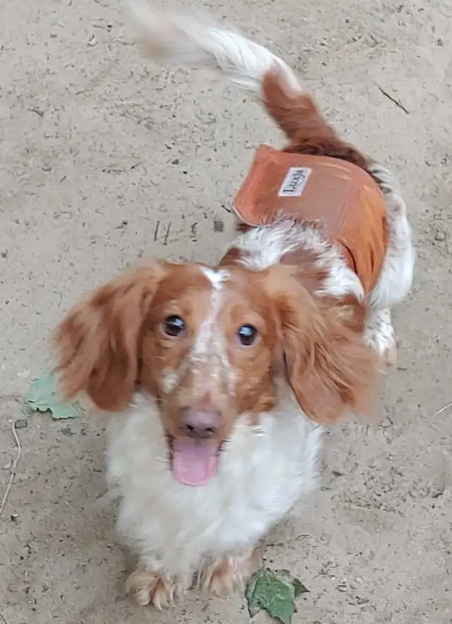 Chiot Teckel miniature dachshund puppy | Dogs & Puppies for Rehoming ...