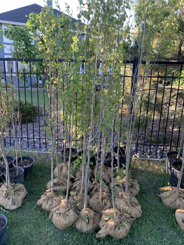 Trees for sale - Pine / Spruce / Aspen / Elm / Crabapple / Maple ...