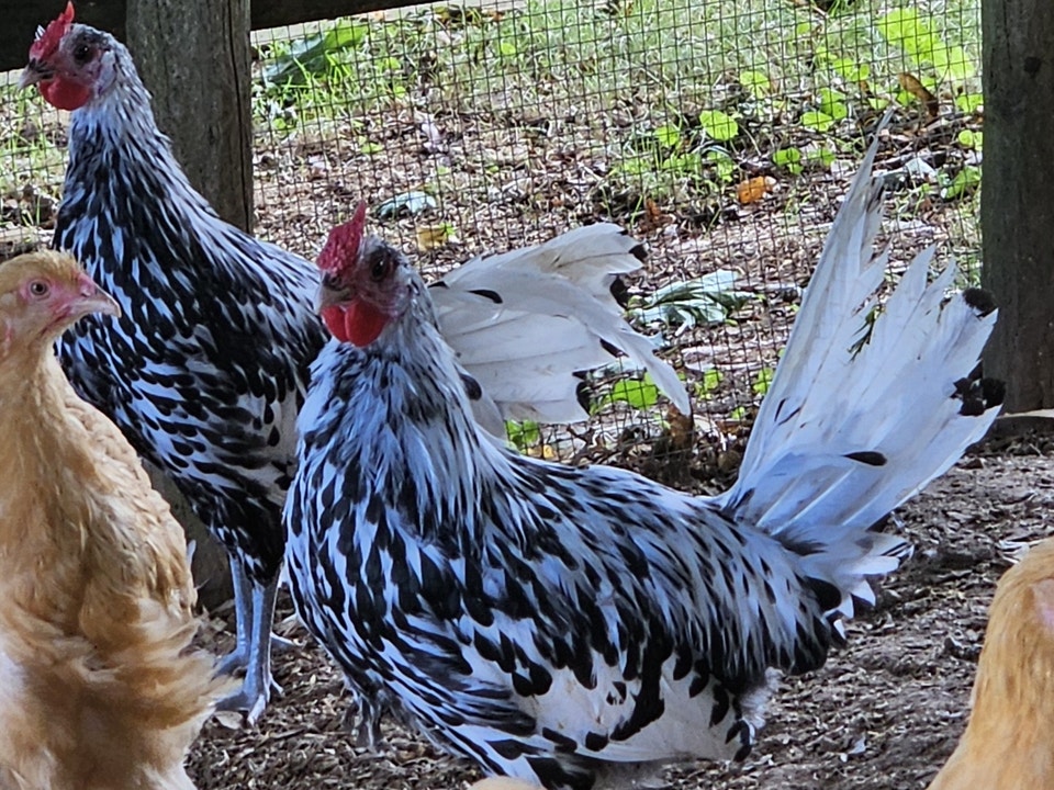 Standard Silver Spangled Hamburgh and Buff Orpington Cockerals ...