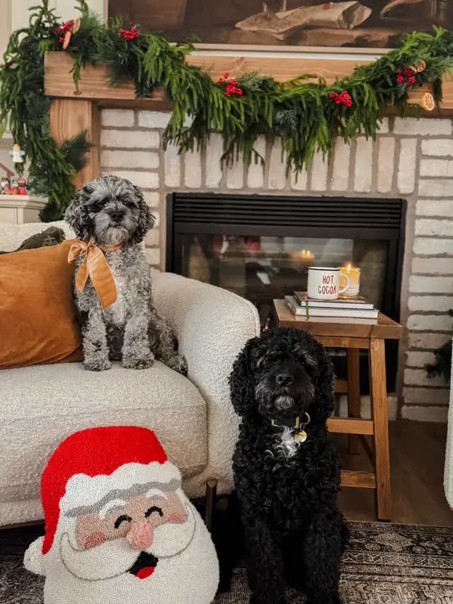 Cockapoo Puppies | Dogs & Puppies for Rehoming | Edmonton | Free local ...