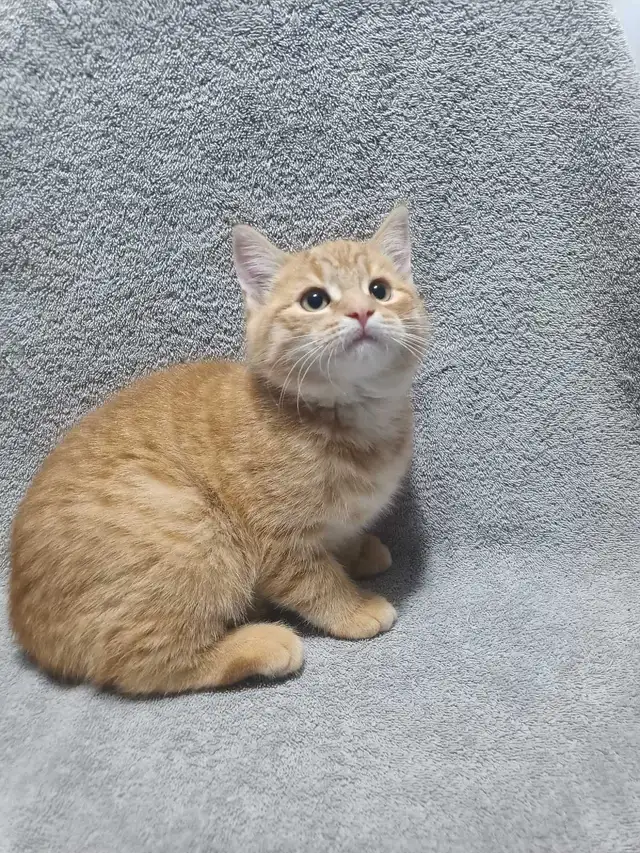 Orange Kitten | Cats & Kittens for Rehoming | Moncton | Free local ...