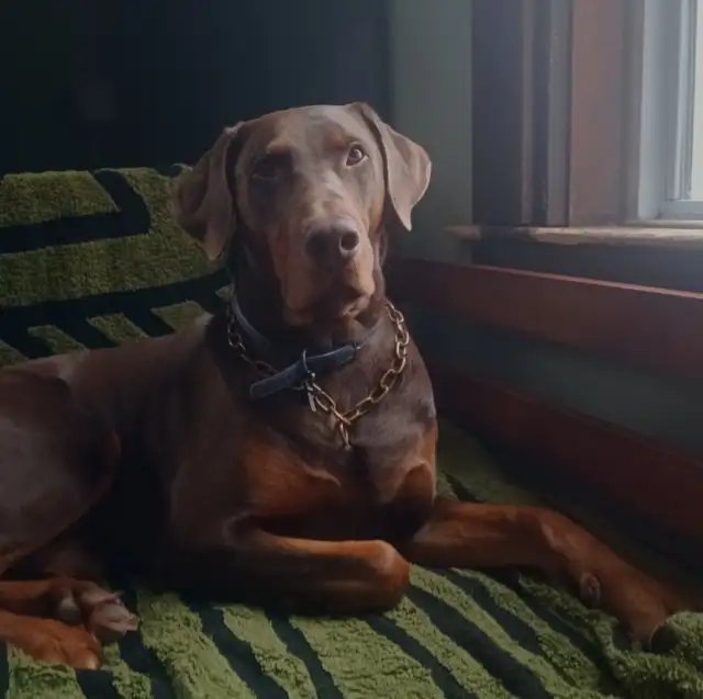 4 Years old Male Doberman (Europe) with small GSD | Dogs & Puppies for ...