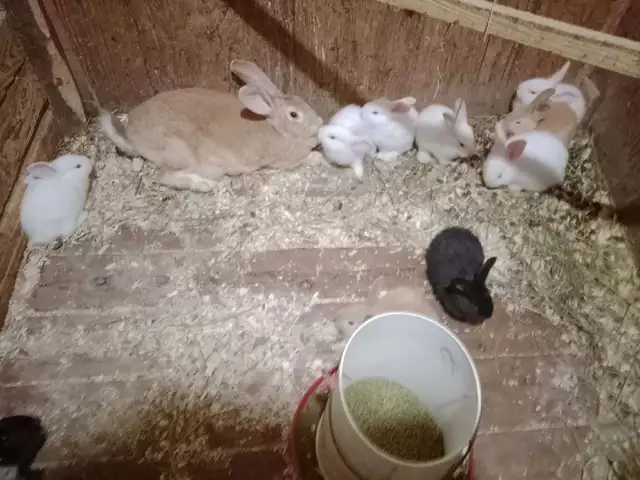 Lapine nouvelle Zélande avec ces bébé | Livestock | Shawinigan | Free ...