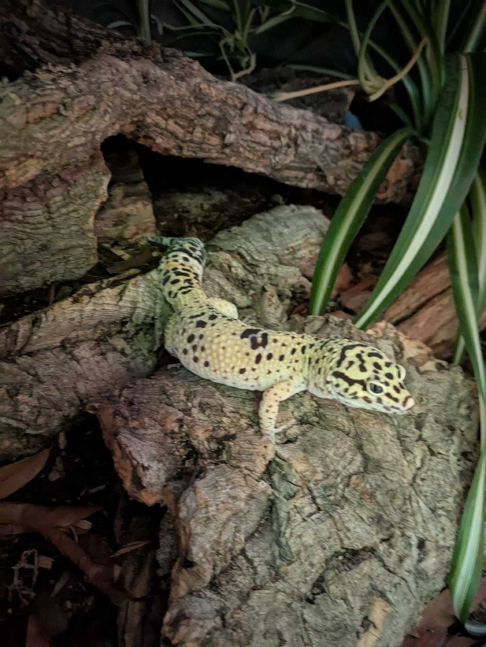 Healthy Adult Leopard Gecko – Well Established | Reptiles & Amphibians ...