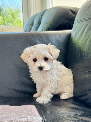 Toy Maltipoo Puppies | Kijiji - Buy, Sell & Save with Canada's #1 Local ...