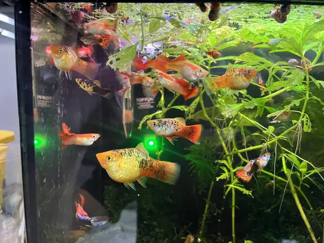 Colorful Guppies & Platy – Homebred & Healthy! | Fish for Rehoming ...