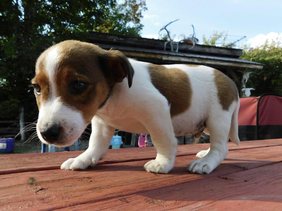 Teddy Jack Russell Puppy’s ~ | Dogs & Puppies for Rehoming | Pembroke ...