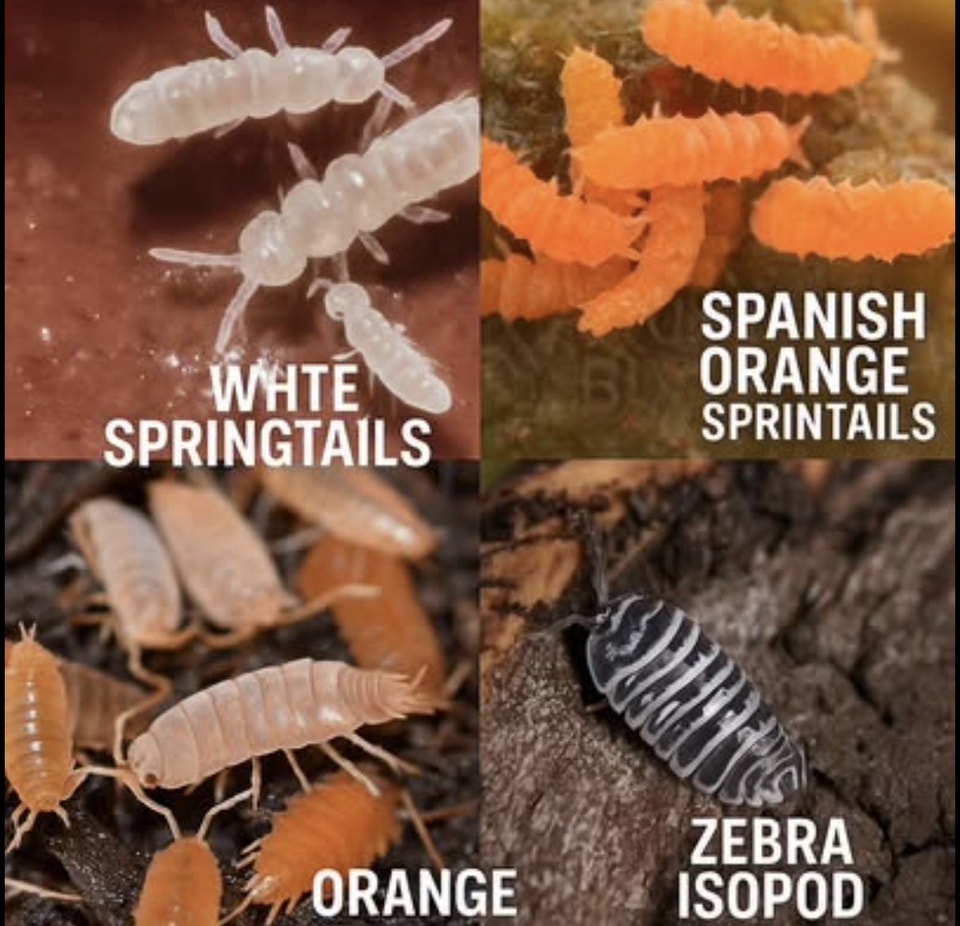 Springtails & Isopods | Livestock | Calgary | Free local classifieds ...