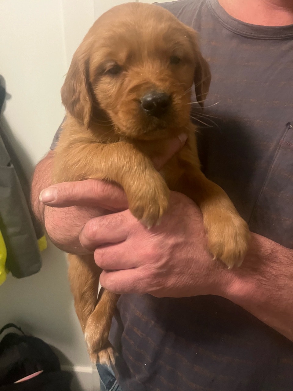 Red Retriever Puppies! Reserve today! $750 | Dogs & Puppies for ...