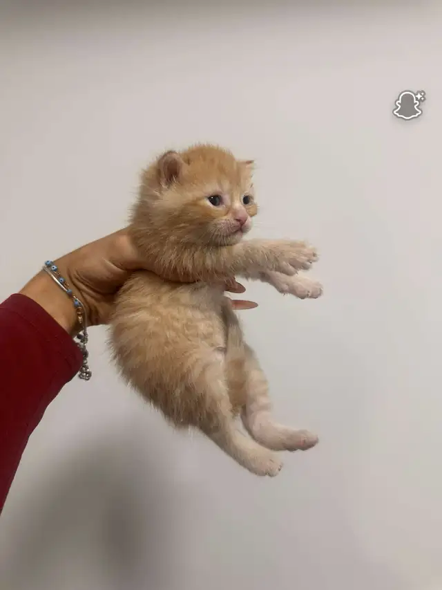 Russian blue Scottish fold tabby kittens! | Cats & Kittens for Rehoming ...