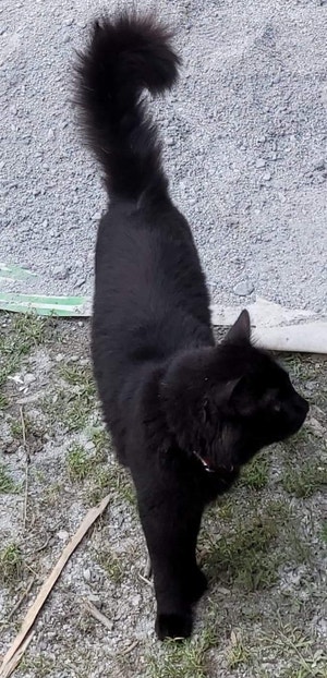 Chat Noir Mâle Perdu | Animaux perdus et retrouvés dans Québec ...