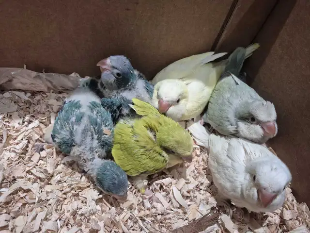 Exquisitely Beautiful Mutations Of Baby Quakers | Birds for Rehoming ...