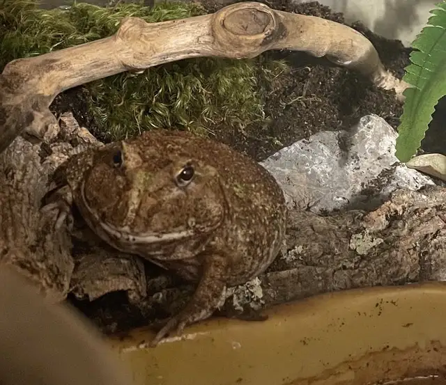 pac-man frog & enclosure | Reptiles & Amphibians for Rehoming | St ...