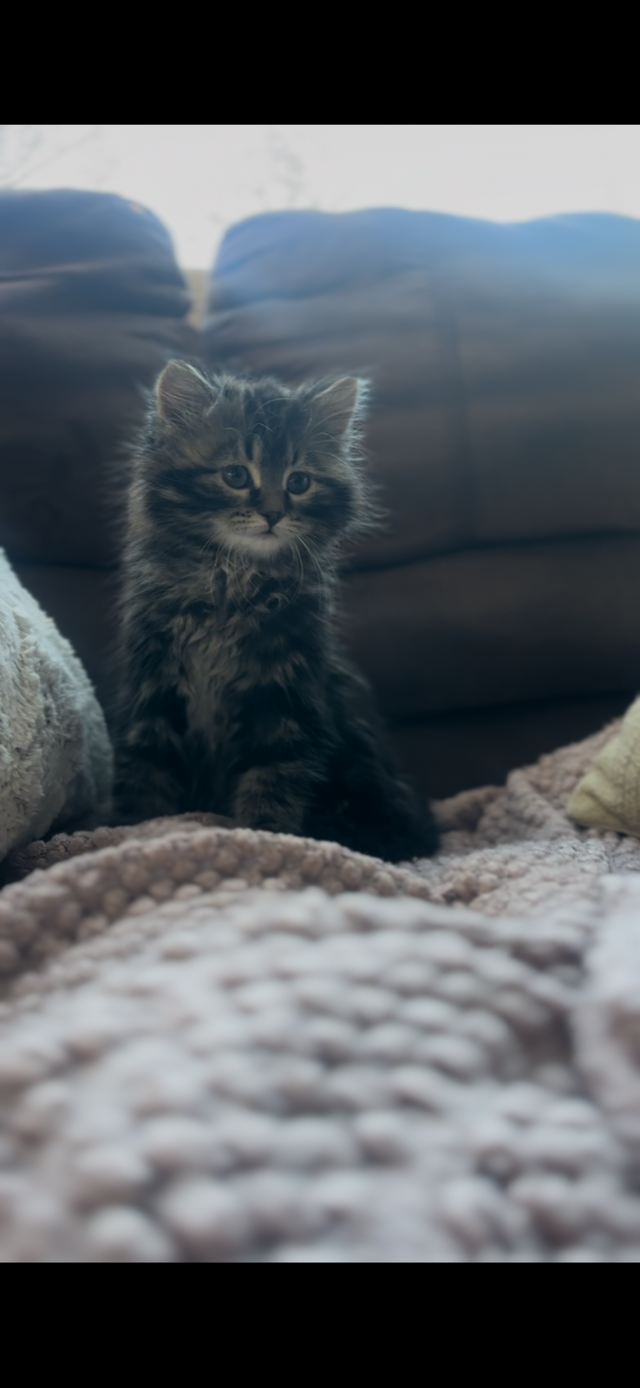 Siberian Kittens | Cats & Kittens for Rehoming | Ottawa | Free local ...