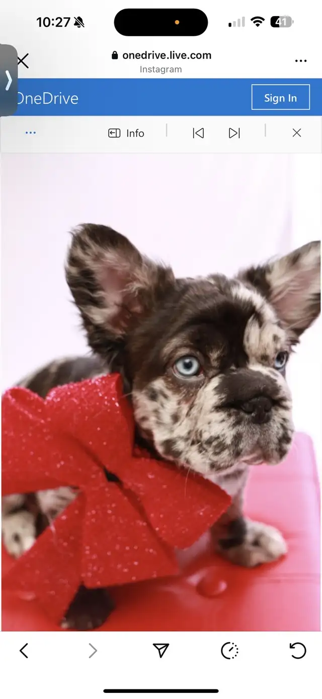 Visible Fluffy French Bulldog Puppies! | Dogs & Puppies for Rehoming ...