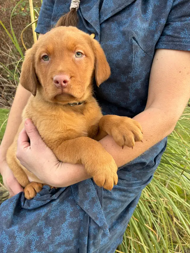 Lovely Labrador Puppies! | Dogs & Puppies for Rehoming | Delta/Surrey ...