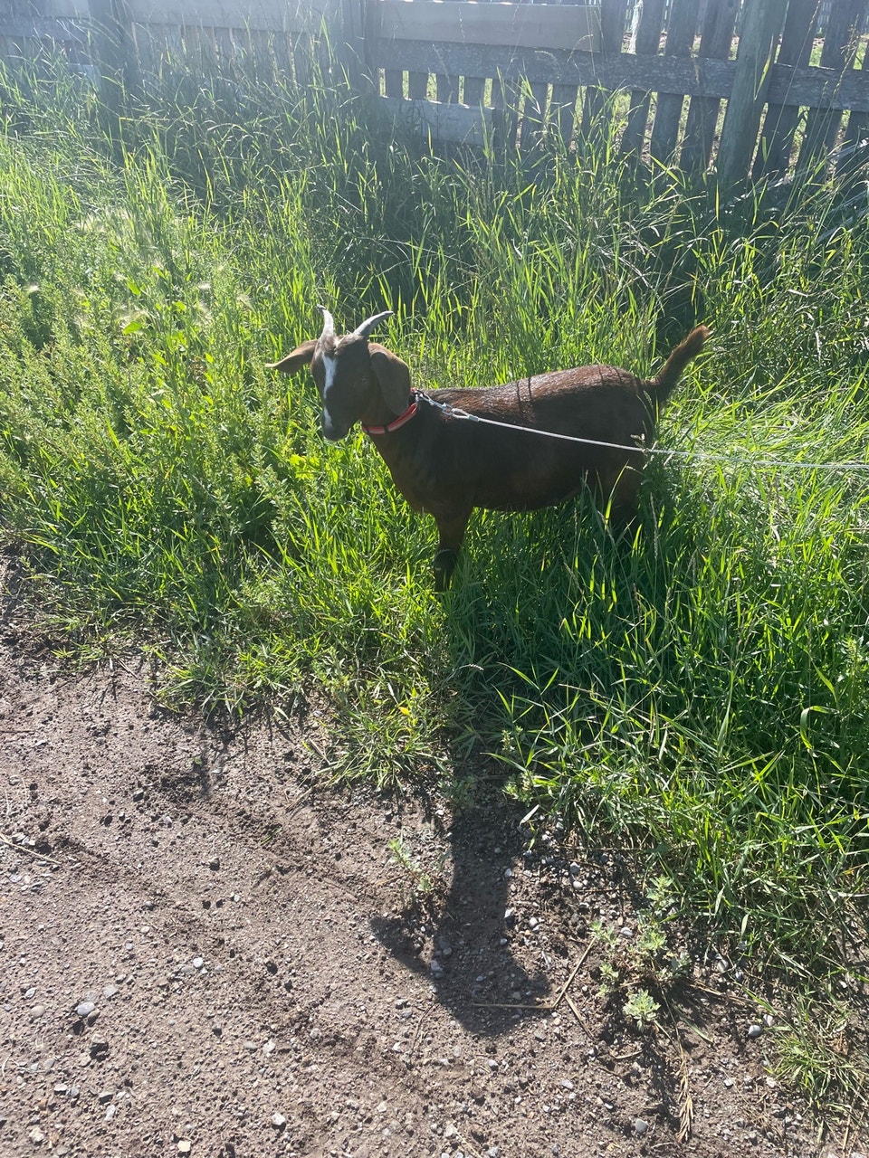 doe goats | Livestock | Calgary | Free local classifieds - Kijiji