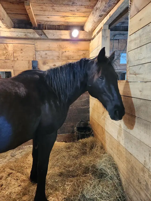 Companion horse available for free lease | Horses & Ponies for Rehoming ...