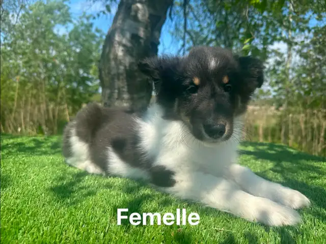 chiots berger shetland X colley | Dogs & Puppies for Rehoming ...