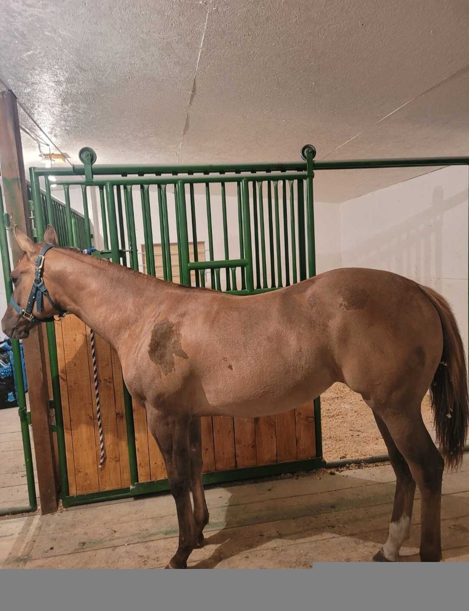 2024 filly x fed biz | Horses & Ponies for Rehoming | Edmonton | Free ...
