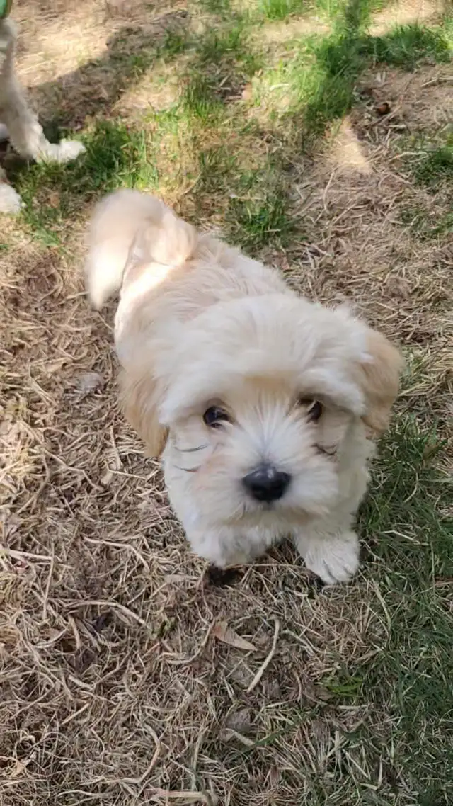 Havanese Maltese mix puppies for rehome | Dogs & Puppies for Rehoming ...