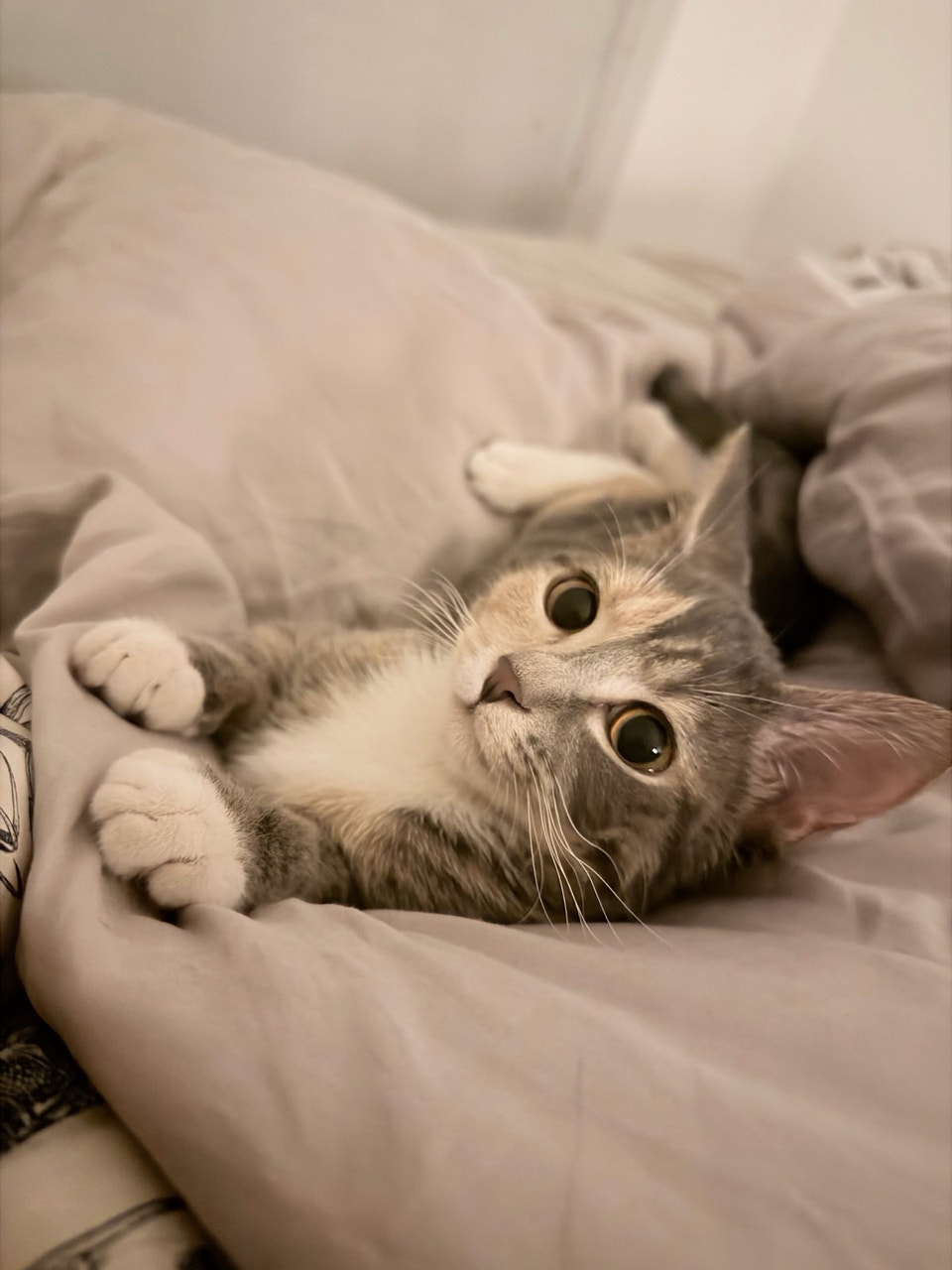 cute cat | Cats & Kittens for Rehoming | City of Toronto | Free local ...
