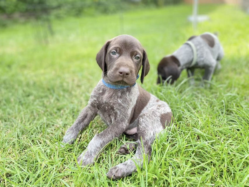 GSP Puppies 2026 Litter (CKC) German Shorthaired Pointers | Dogs ...