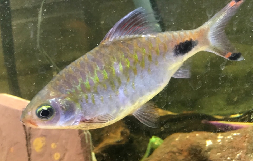 Large Barb Fish | Fish for Rehoming | City of Toronto | Free local ...