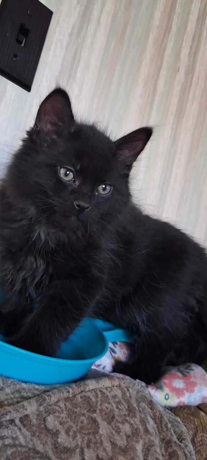4 MALE mainecoon cross kittens | Cats & Kittens for Rehoming ...