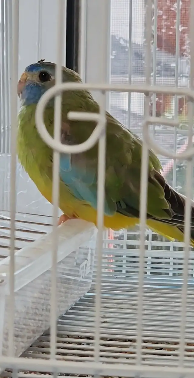 PETITE PERRUCHE SPLENDIDE DE 4 ANS FEMELLE | Birds for Rehoming ...