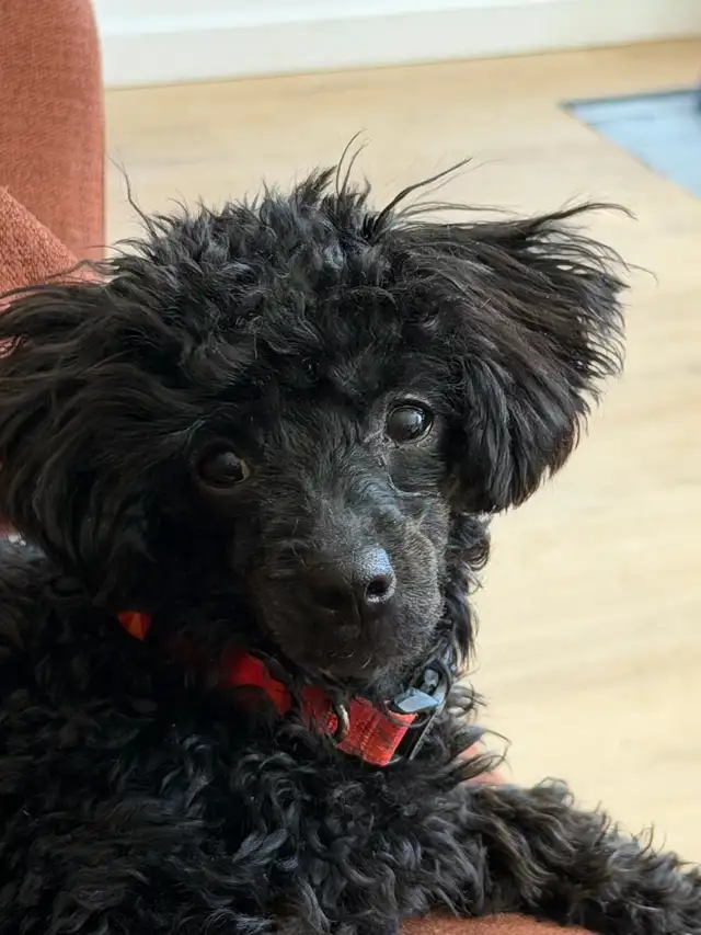 Magnifique petite femelle caniche miniature 5 mois | Dogs & Puppies for ...