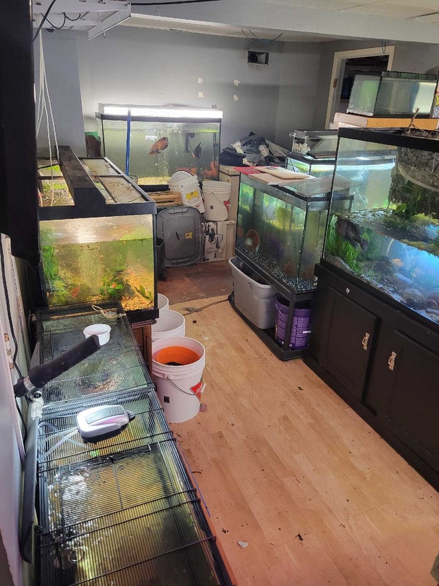 FISH RESCUE | Fish for Rehoming | Oshawa / Durham Region | Kijiji