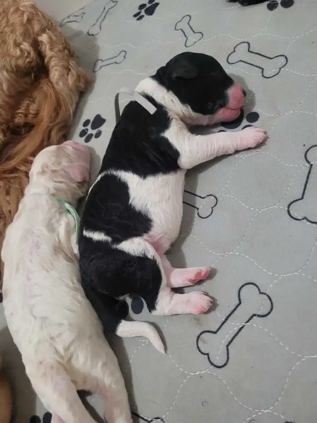 Moyen/Medium F1B Hypoallergenic Goldendoodles | Dogs & Puppies for ...