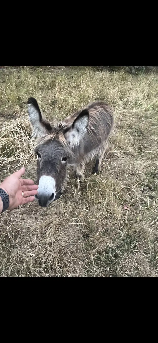 Miniature male donkey 14 months old | Horses & Ponies for Rehoming ...