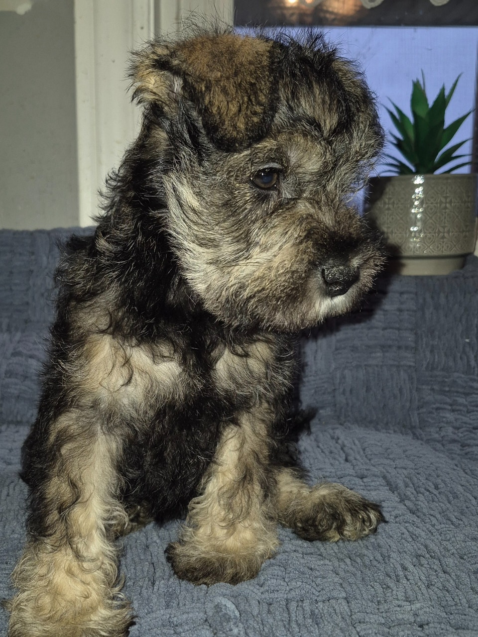 Mini Schnauzer Puppy male | Dogs & Puppies for Rehoming | Sarnia | Free ...
