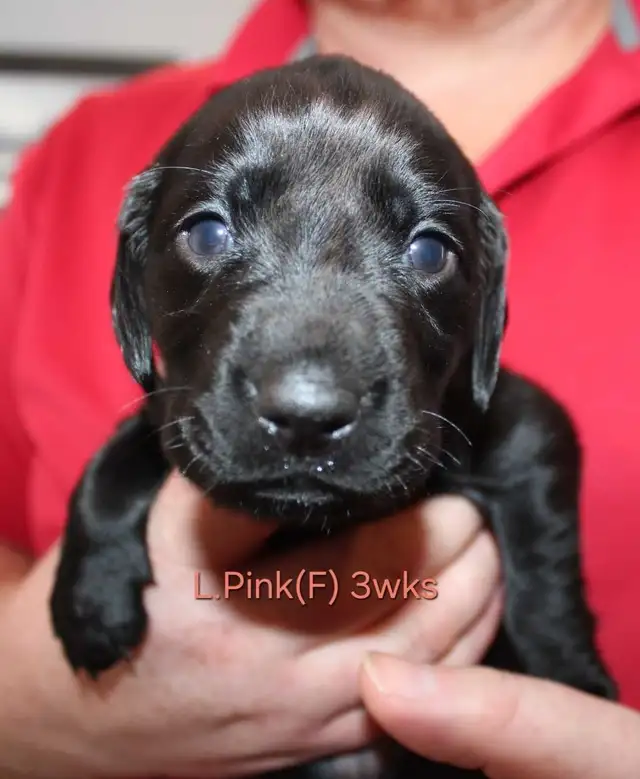 Pure labradors, ready family day | Dogs & Puppies for Rehoming | Grand ...