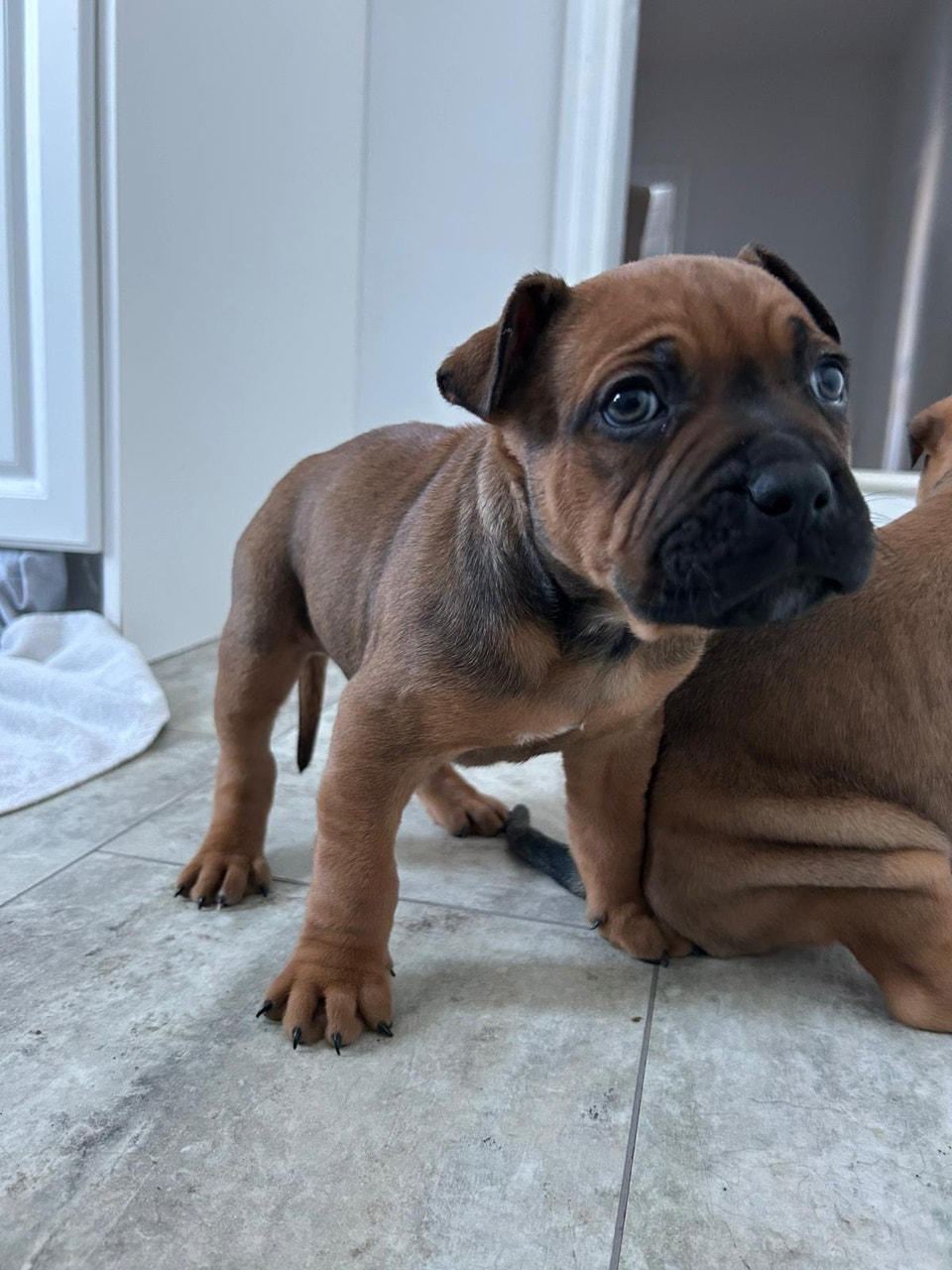 American Bully Puppies | Red & Fawn Sable Males - Family Ready | Dogs ...