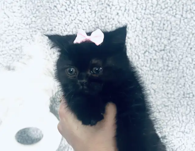 Chaton scottish straight pure race TOP QUALITÉ | Cats & Kittens for ...