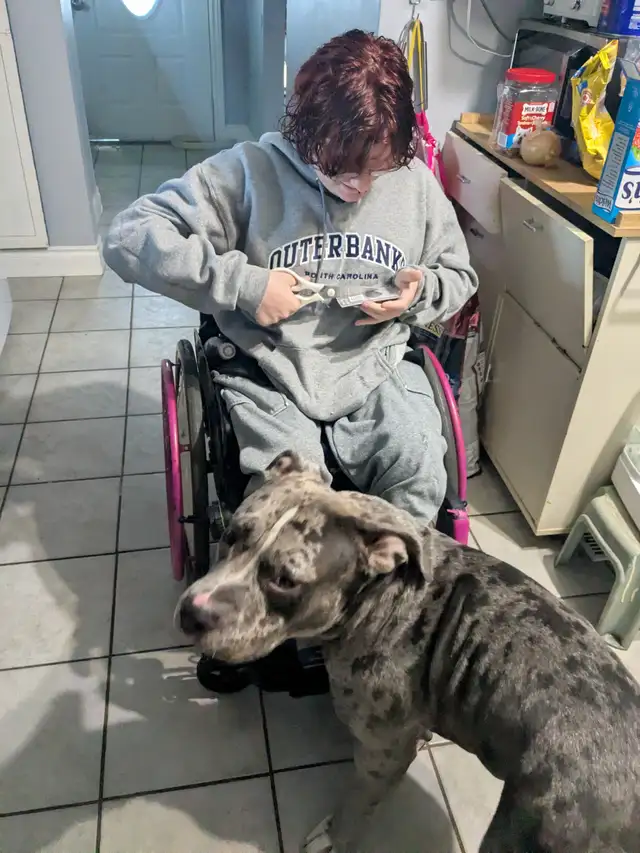 Stud American bully standard 2 years old Blue tri colour | Animal & Pet ...