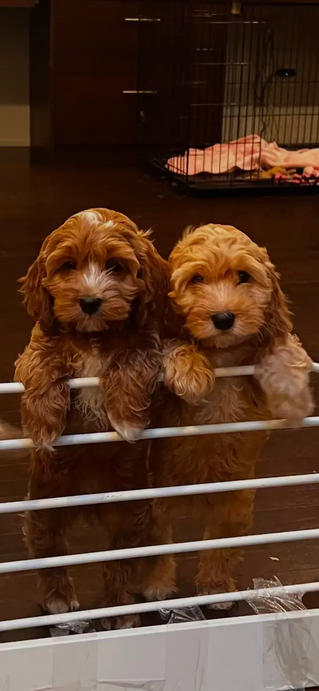 10 weeks old cute Cockapoo ( 2 males ) | Dogs & Puppies for Rehoming ...