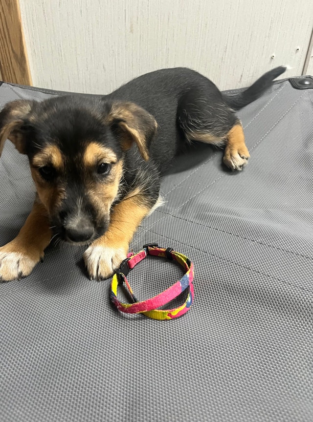 German shepherd x Airedale cross. | Dogs & Puppies for Rehoming ...