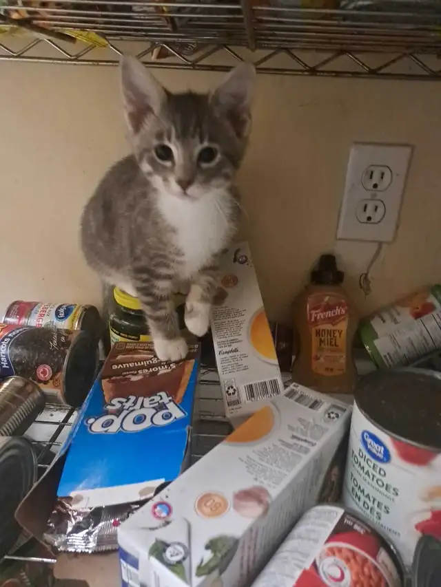 3 Russian blue mix x lynx pointer Siamese | Cats & Kittens for Rehoming ...