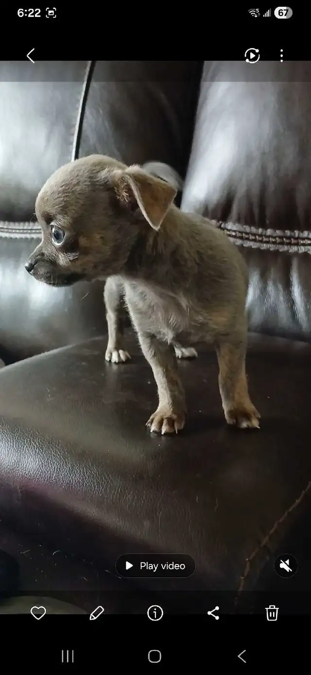 Chihuahua Female Puppy | Dogs & Puppies for Rehoming | Edmonton | Free ...