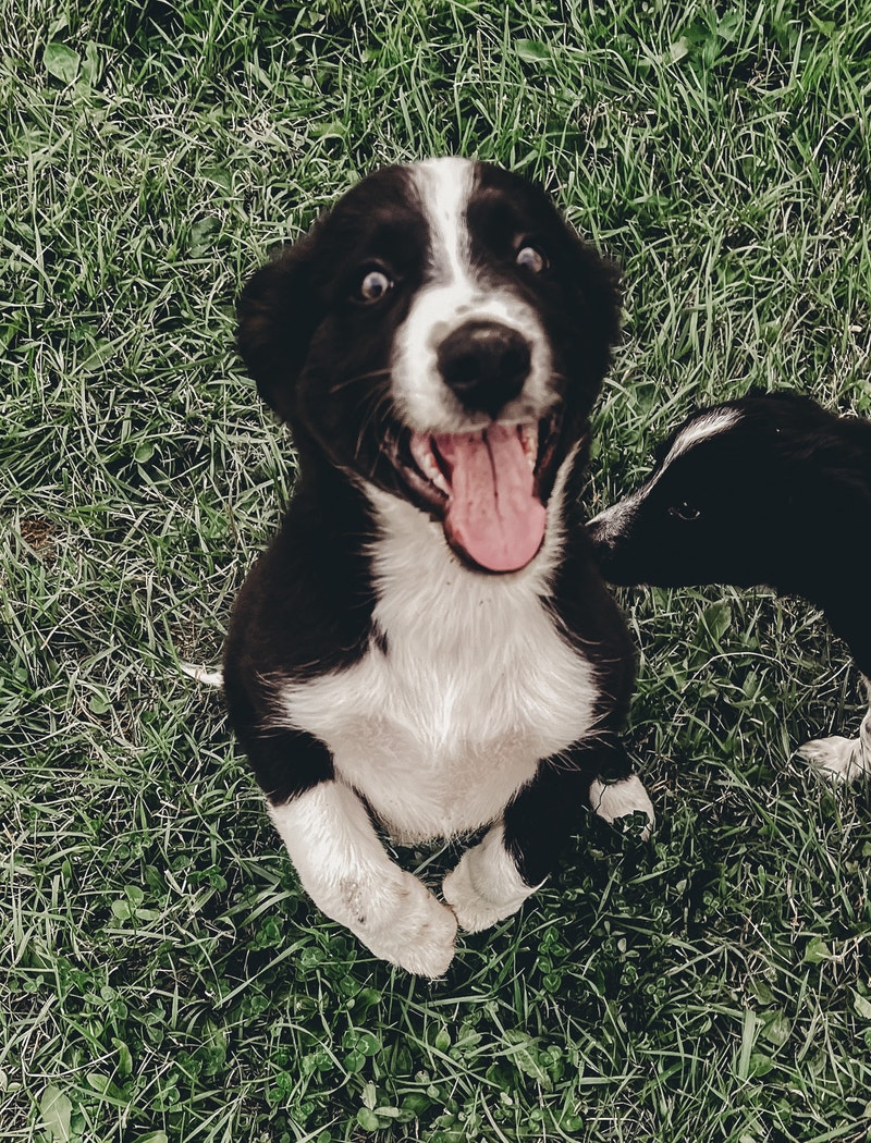 Border Collie x Hanging tree Puppies Ready to go! | Dogs & Puppies for ...