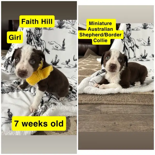 Australian shepherd mini border collie puppies | Dogs & Puppies for ...