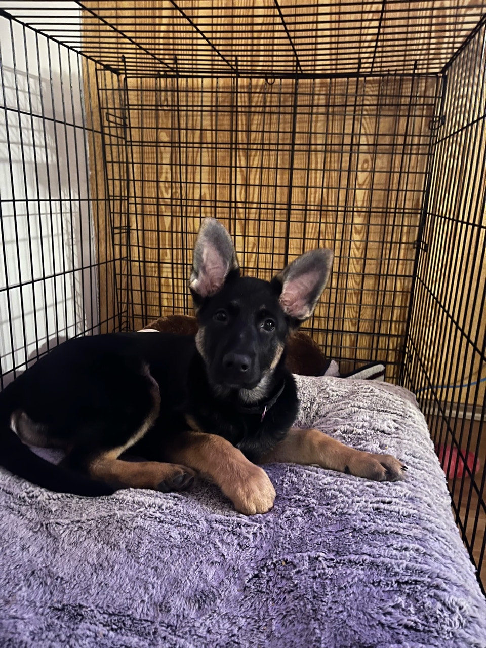 13 Week German Shepard Loving Female | Dogs & Puppies for Rehoming ...