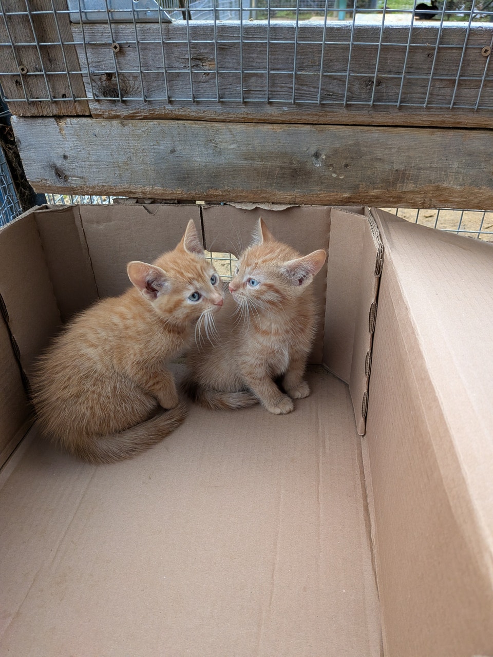 Chatons roux | Cats & Kittens for Rehoming | Trois-Rivières | Free ...