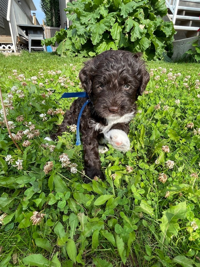 Mini Portuguese Water Dog / Labradoodle - ONLY ONE PUPPY LEFT | Dogs ...
